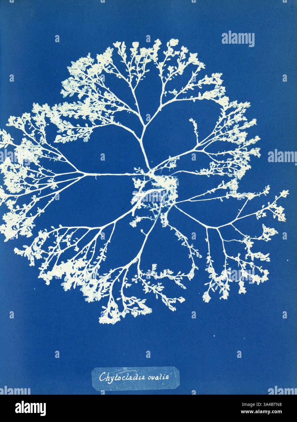 Anna Atkins, who was an English botanist and photographer. Her husband ...