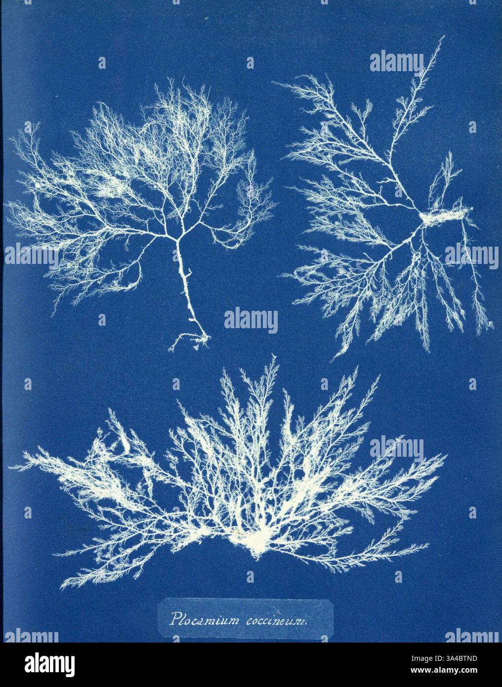 Anna Atkins, who was an English botanist and photographer. Her husband ...
