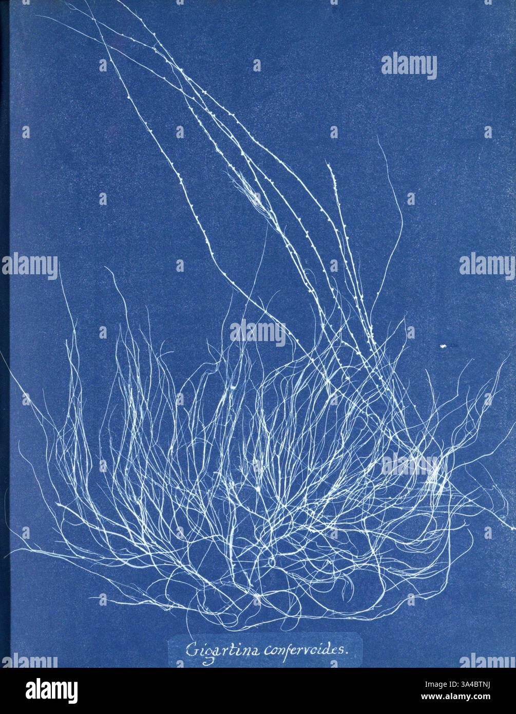 Anna Atkins, who was an English botanist and photographer. Her husband ...
