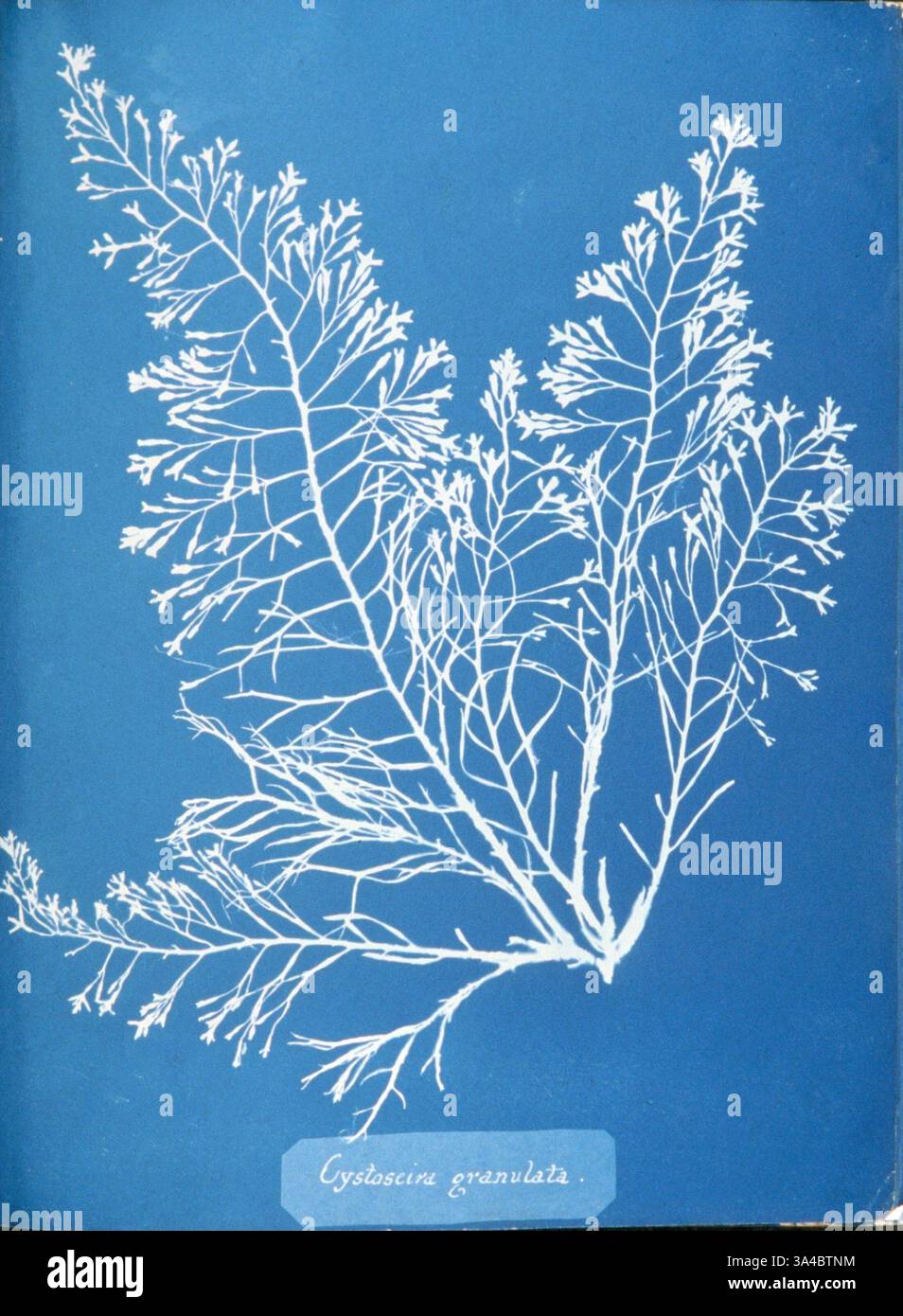 Anna Atkins, who was an English botanist and photographer. Her husband ...