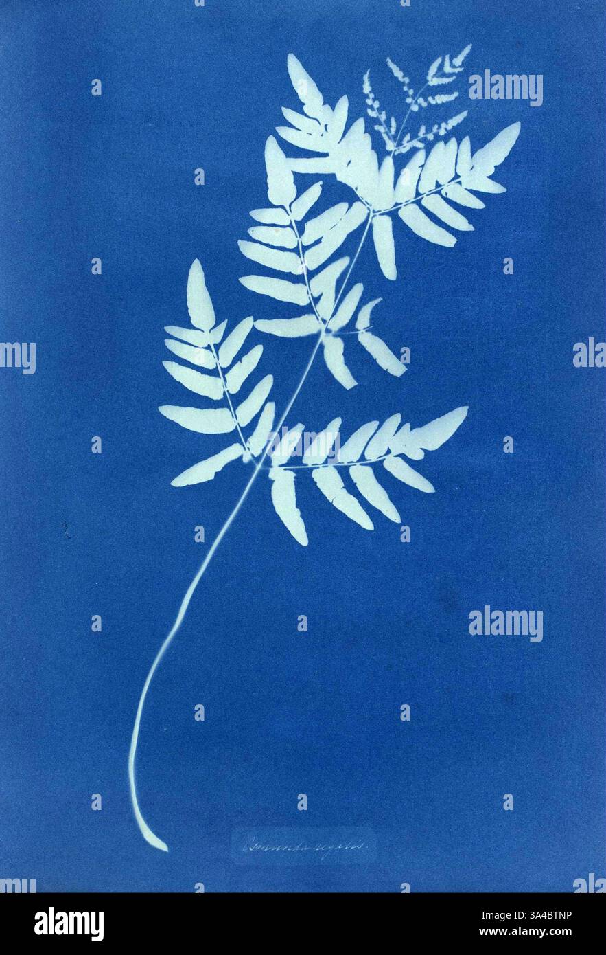 Cyantype hi-res stock photography and images - Alamy
