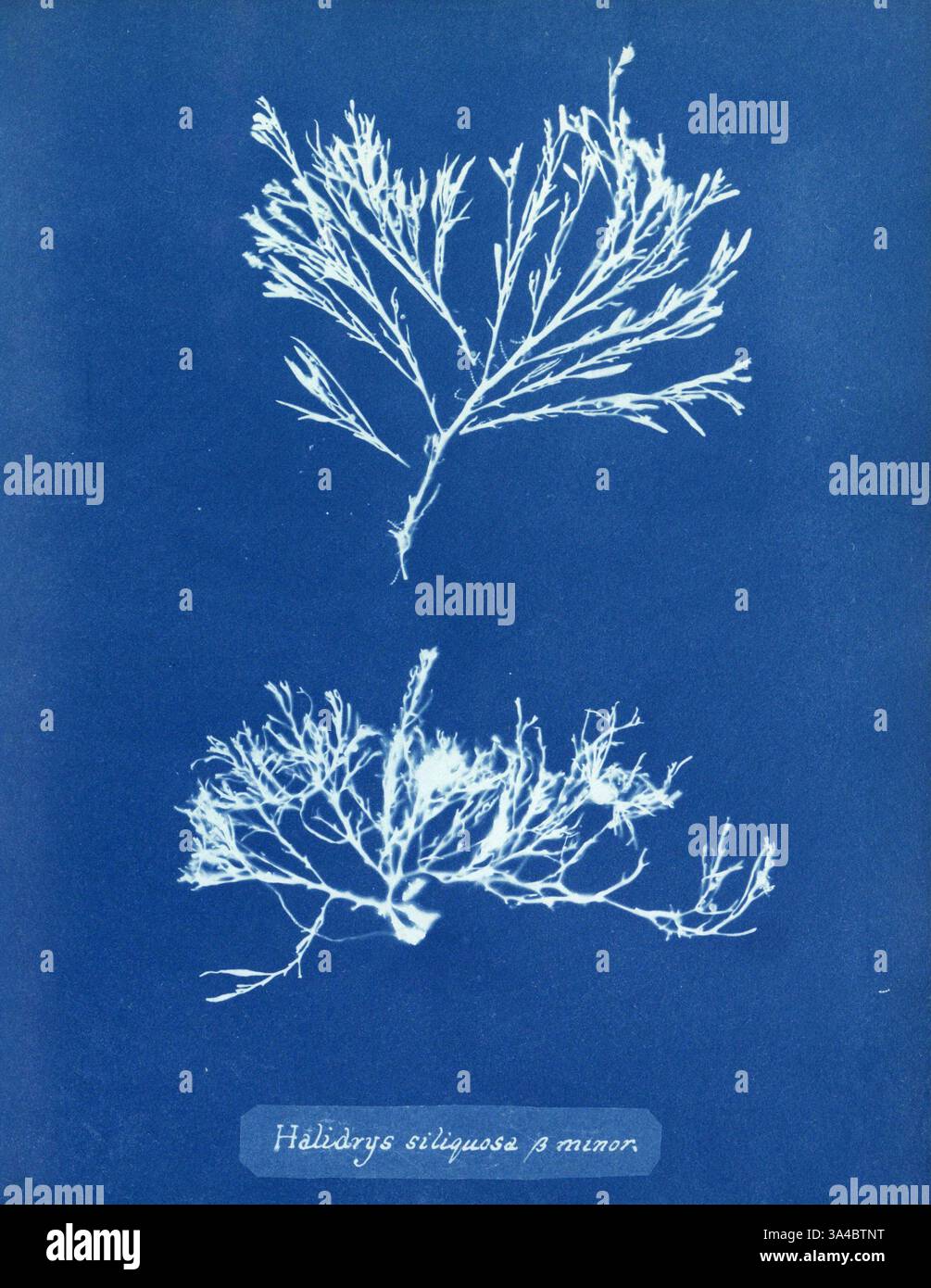 Anna Atkins, who was an English botanist and photographer. Her husband ...