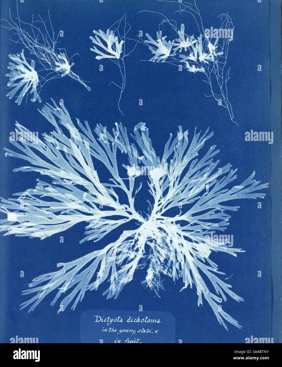 Anna atkins dictyota dichotoma hi-res stock photography and images - Alamy