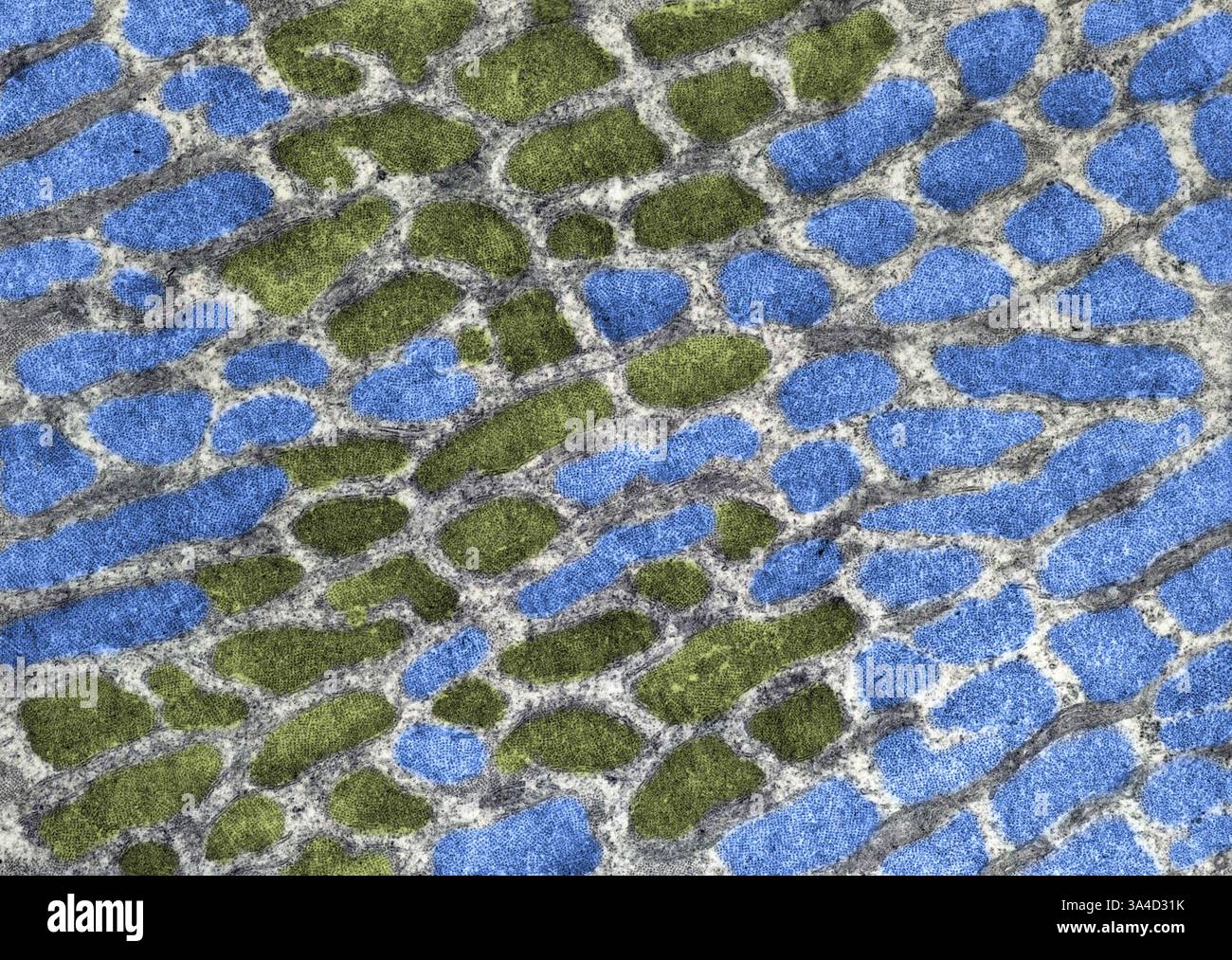 Coloured transmission electron micrograph (TEM) showing the differences between cross-sections ...
