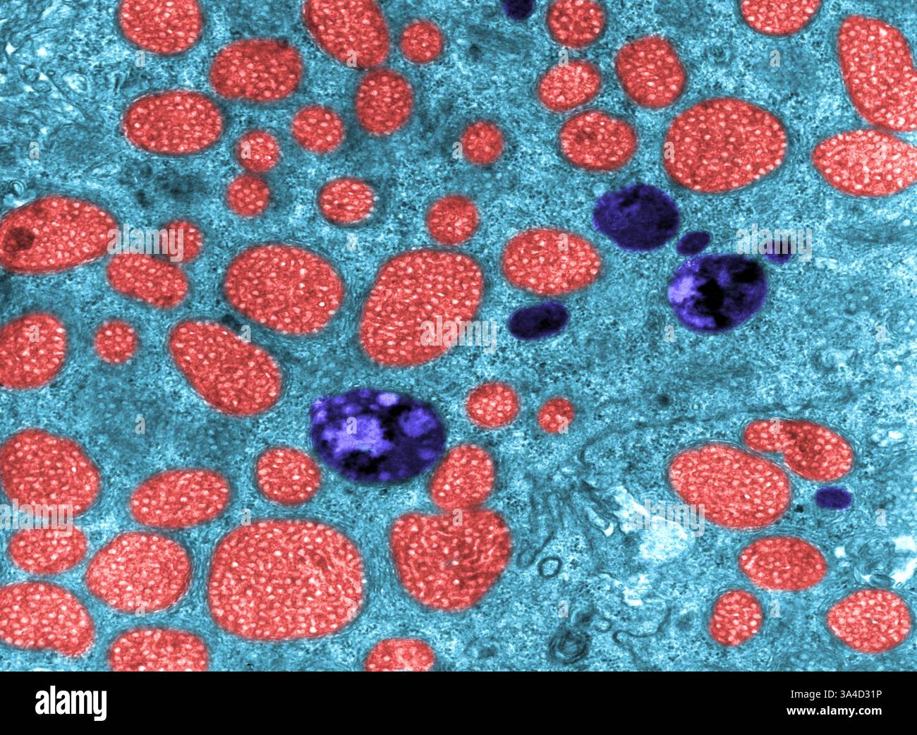 Adrenal cortex. Coloured transmission electron micrograph (TEM) of a steroid-secreting cell of ...
