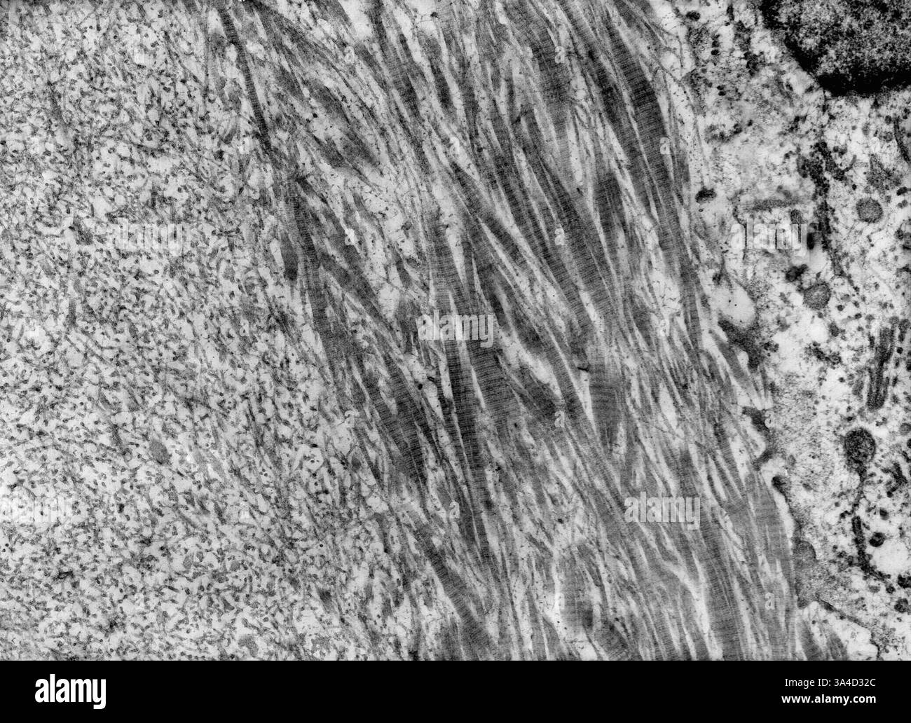 Transmission electron micrograph (TEM) showing the limit between ...