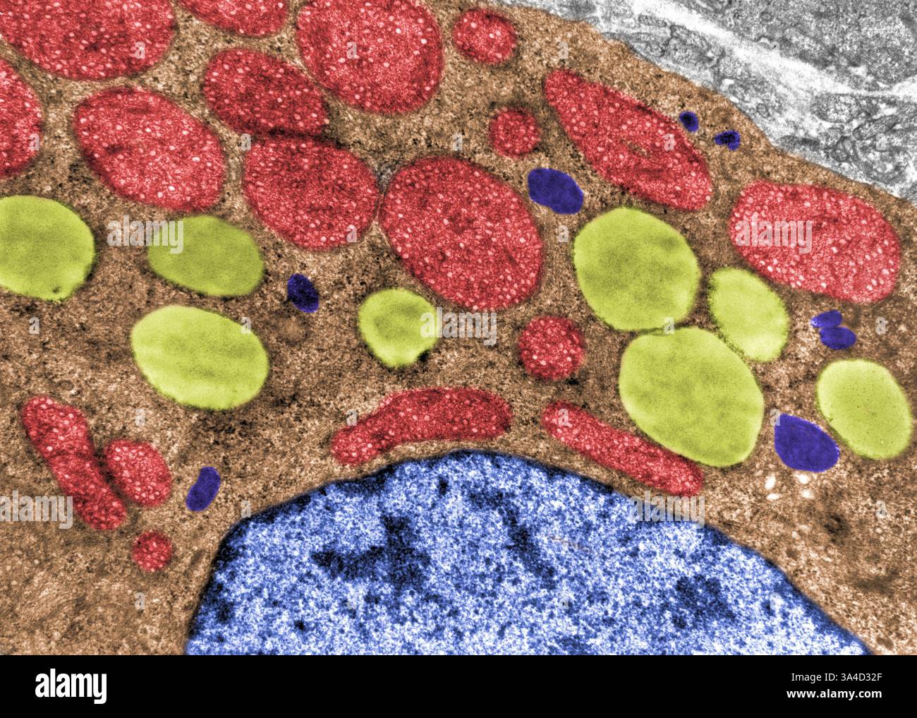 Adrenal cortex. Coloured transmission electron micrograph (TEM) of a steroid-secreting cell of ...