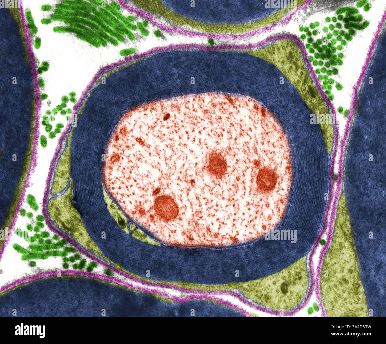 Coloured transmission electron micrograph (TEM) of a dorsal root ...