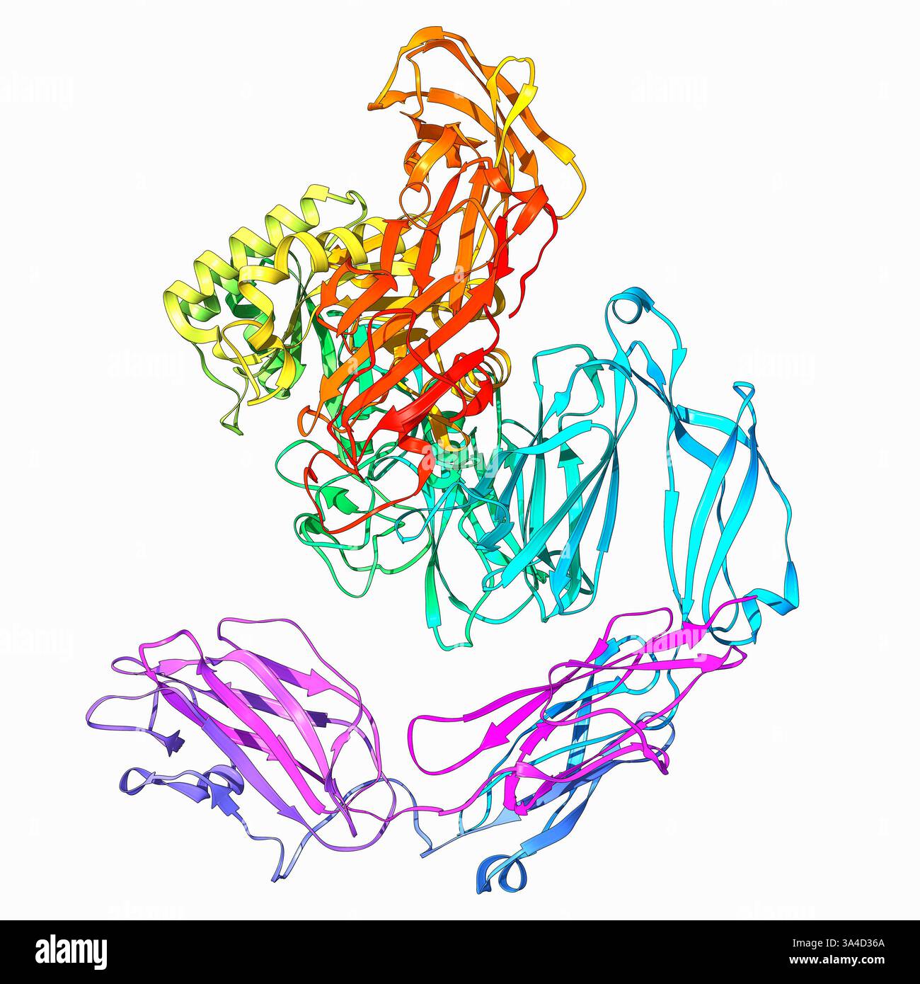 Molecular model of the Bacillus circulans isoform A beta-galactosidase ...