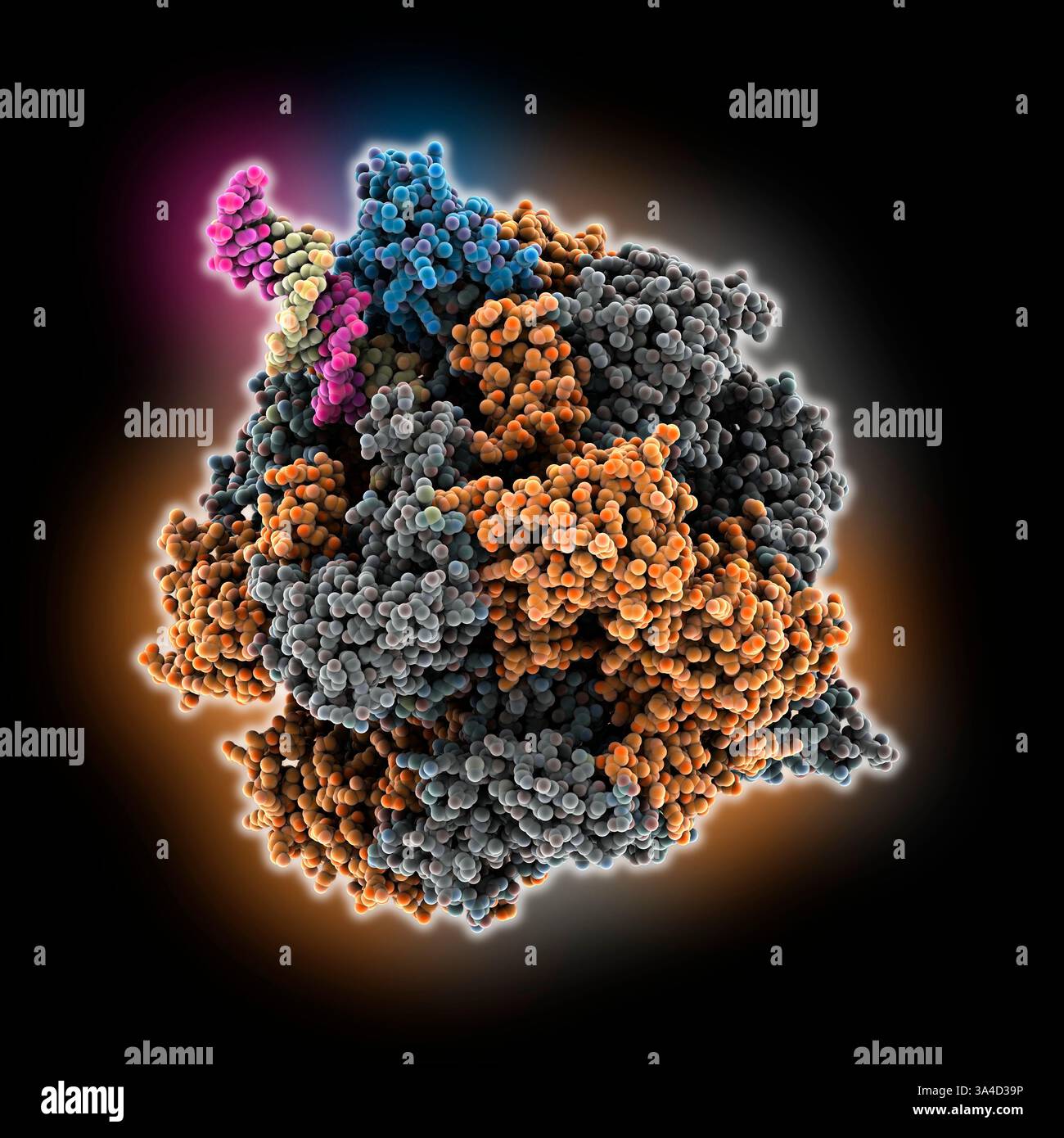 MCM bound to double-strand. DNA and ORC6, molecular model Stock Photo ...
