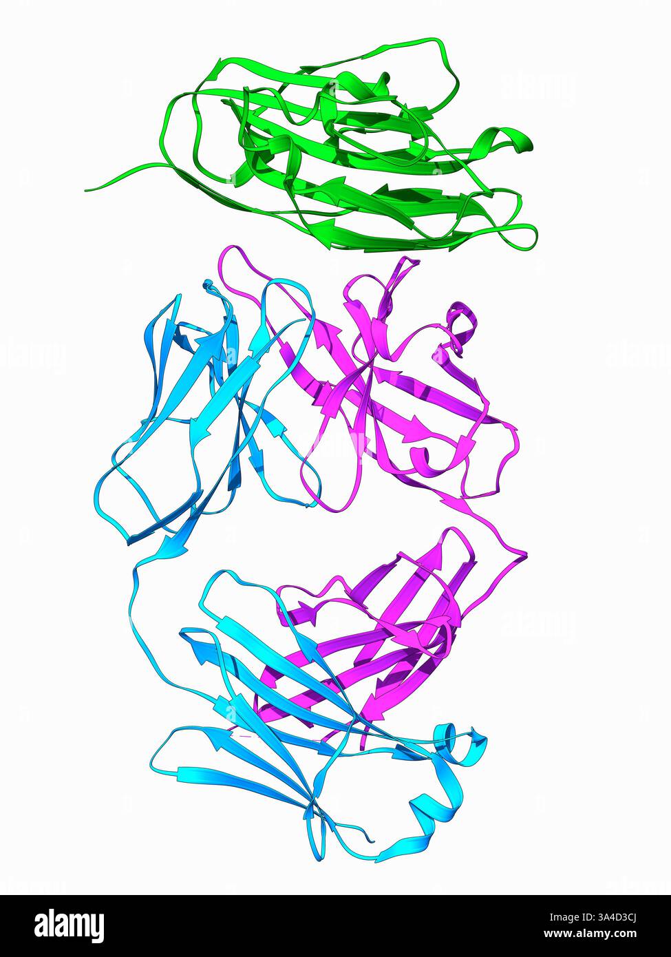 Molecular model of the VZV envelope glycoprotein E (green) complexed ...