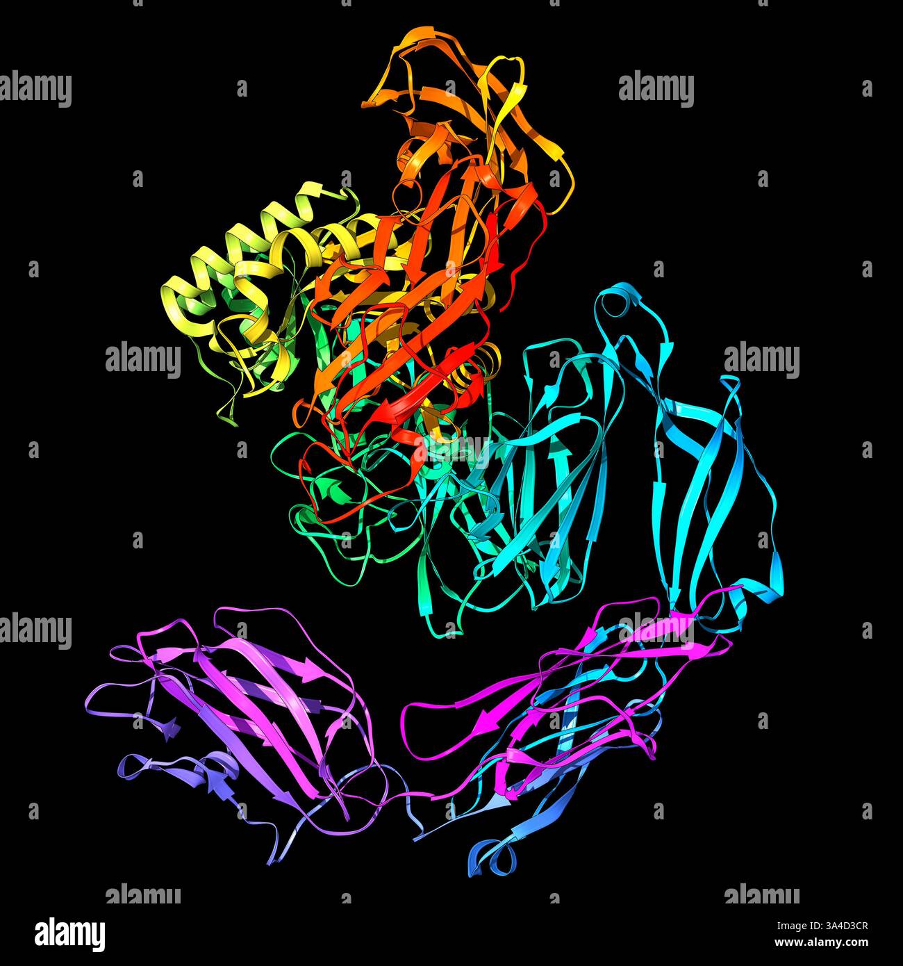 Molecular model of the Bacillus circulans isoform A beta-galactosidase ...