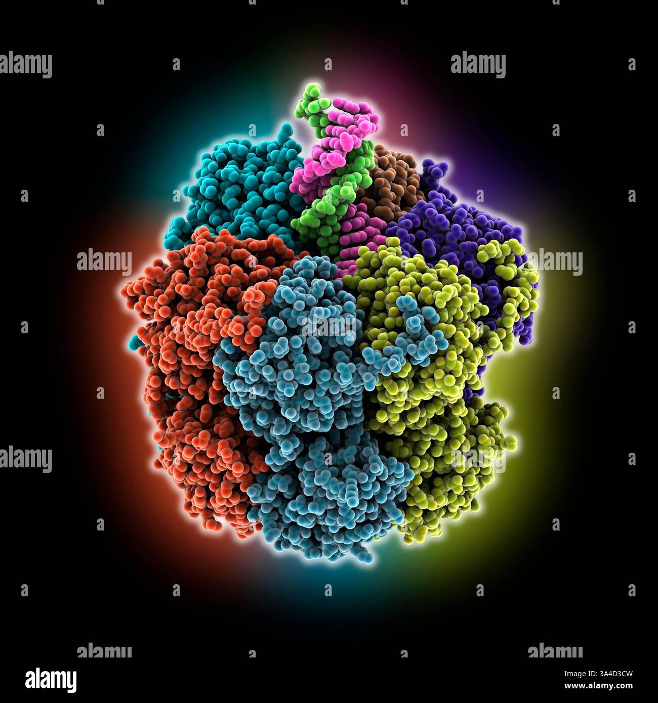 Molecular model of the hexameric bacterial helicase RadA, a DNA ...