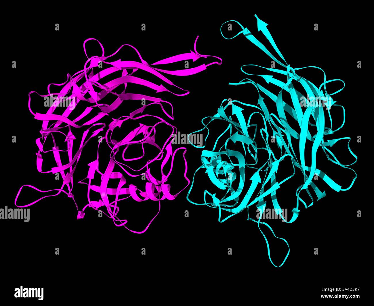 Molecular model of the homo 2-mer Langya henipavirus (LayV) attachment ...
