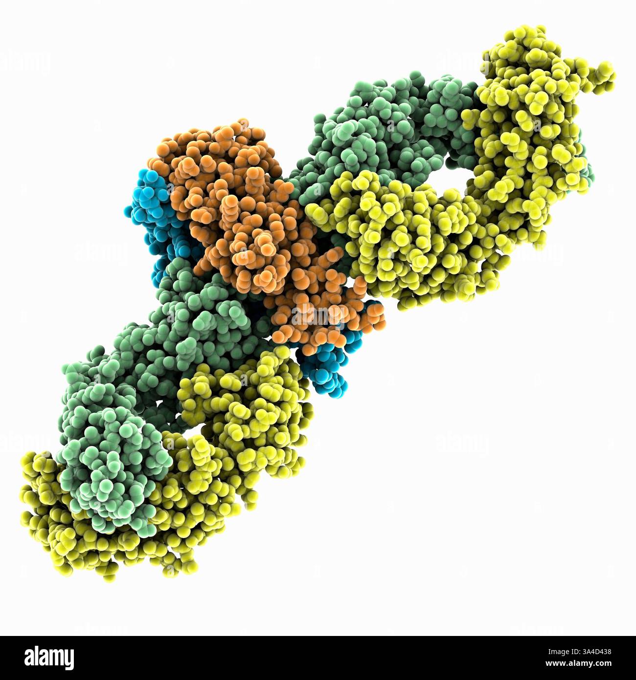 Molecular model of OspC, the outer surface protein C of the lyme ...
