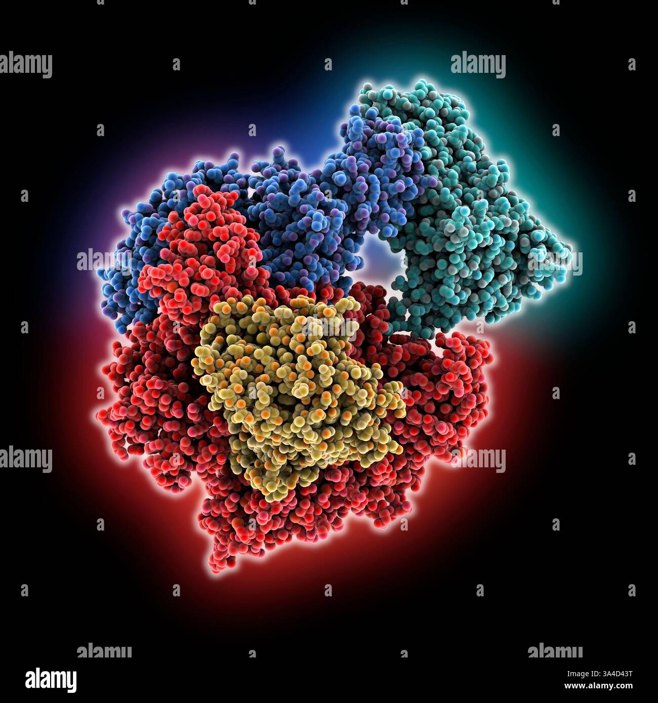 Molecular model of human DNA (deoxyribonucleic acid) polymerase alpha/primase with the DNA ...