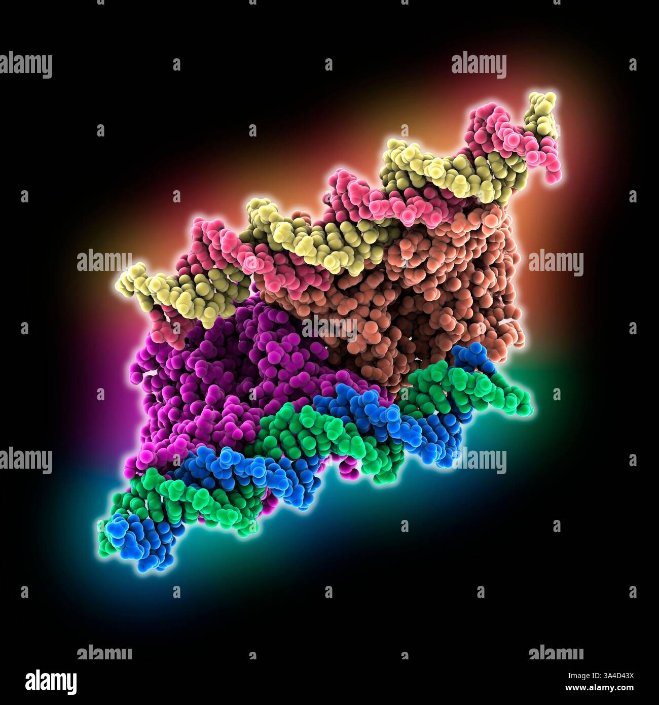 Molecular model of the homo 2-mer transcriptional repressor Mce3R from Mycobacterium ...