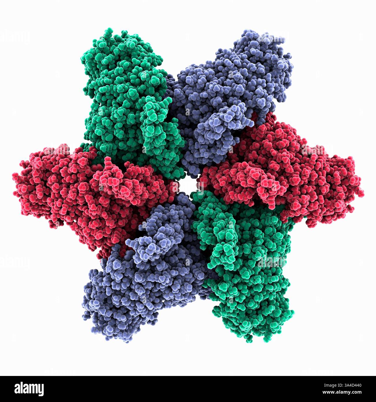 Molecular model of the hexameric resistosome assembled upon activation ...