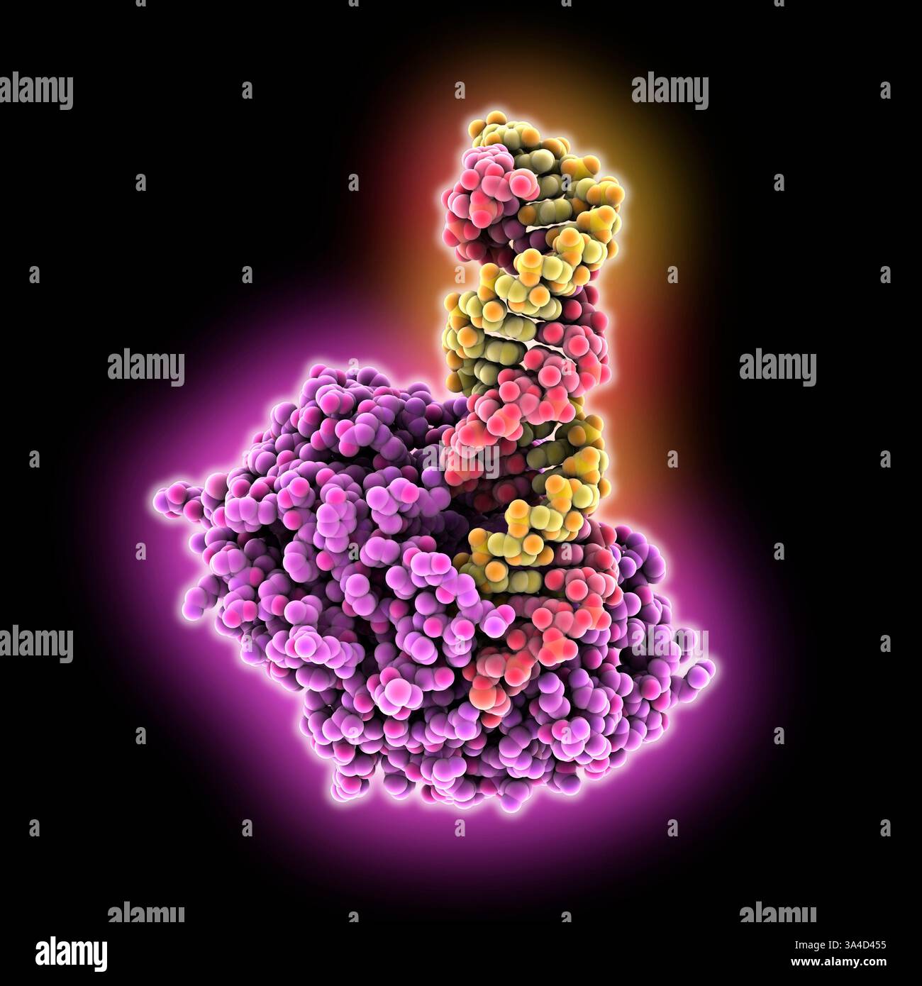 Molecular model of EfPiwi (purple) complexed with a 25-nucleotide piRNA ...