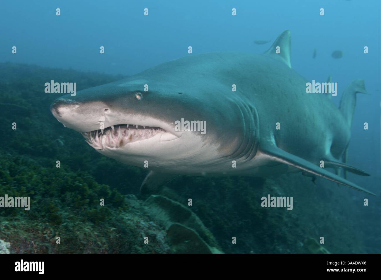 Odontaspiformes hi-res stock photography and images - Alamy