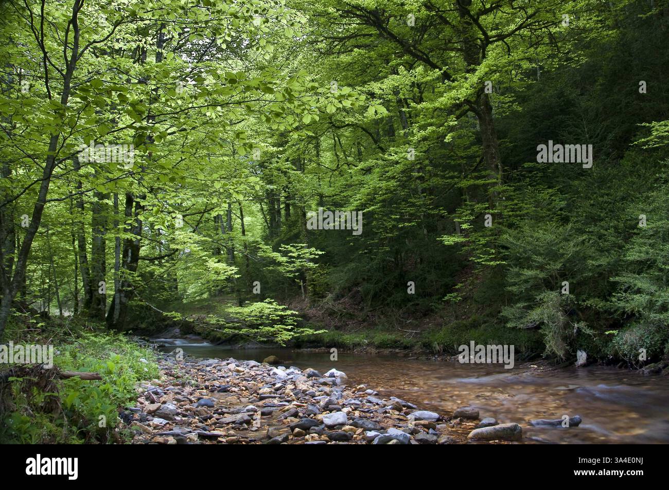 Bosques de arce hi-res stock photography and images - Alamy