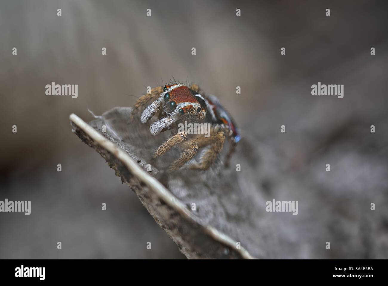 A recently discovered species of Peacock spider that is currently known ...