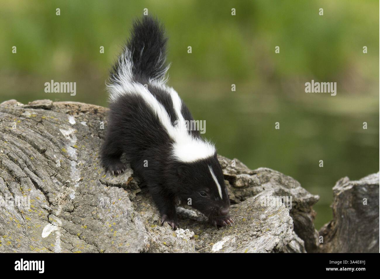 June 14, 2013 - Minnesota, United States - A baby skunk (kit) walking ...