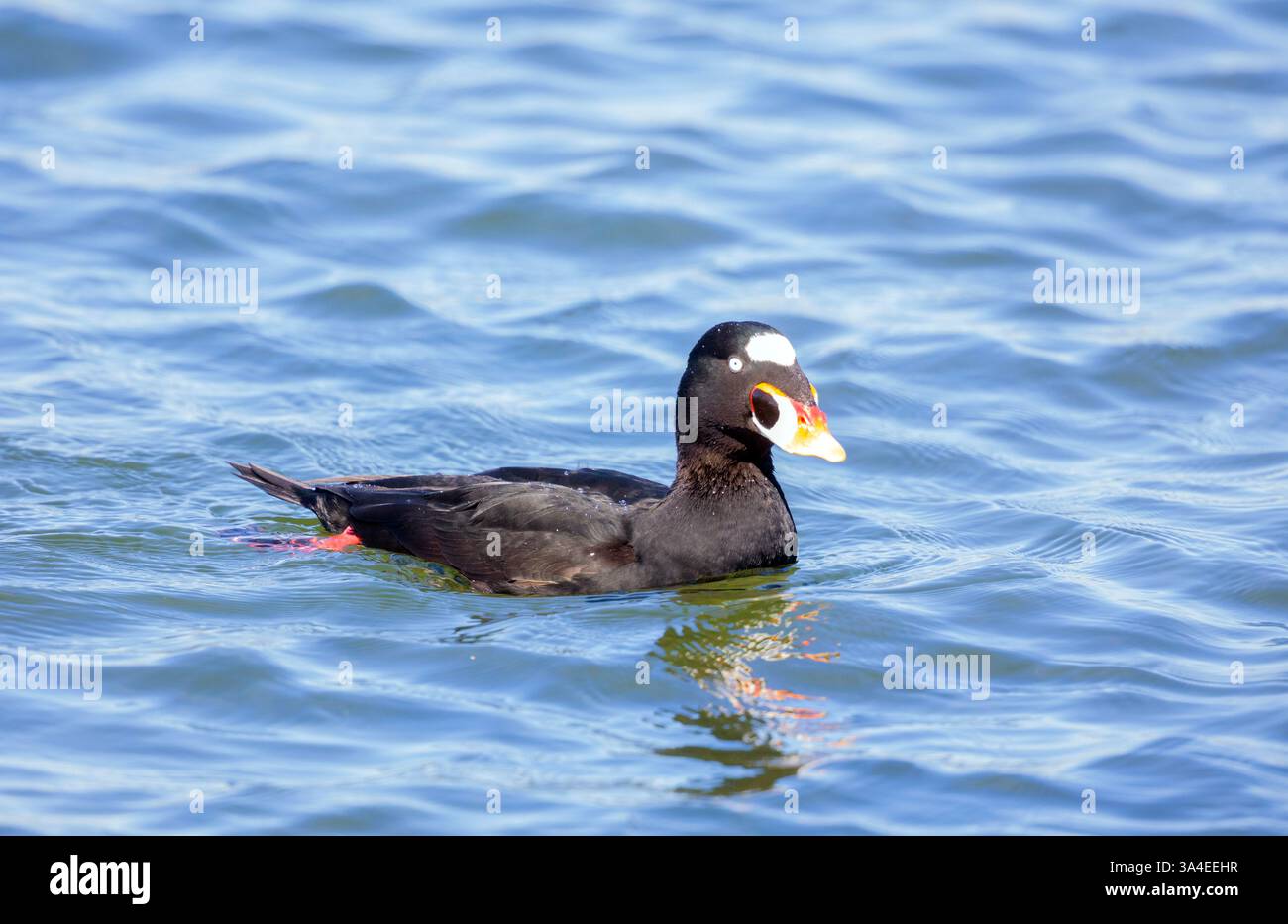Surf scoter male hi-res stock photography and images - Alamy