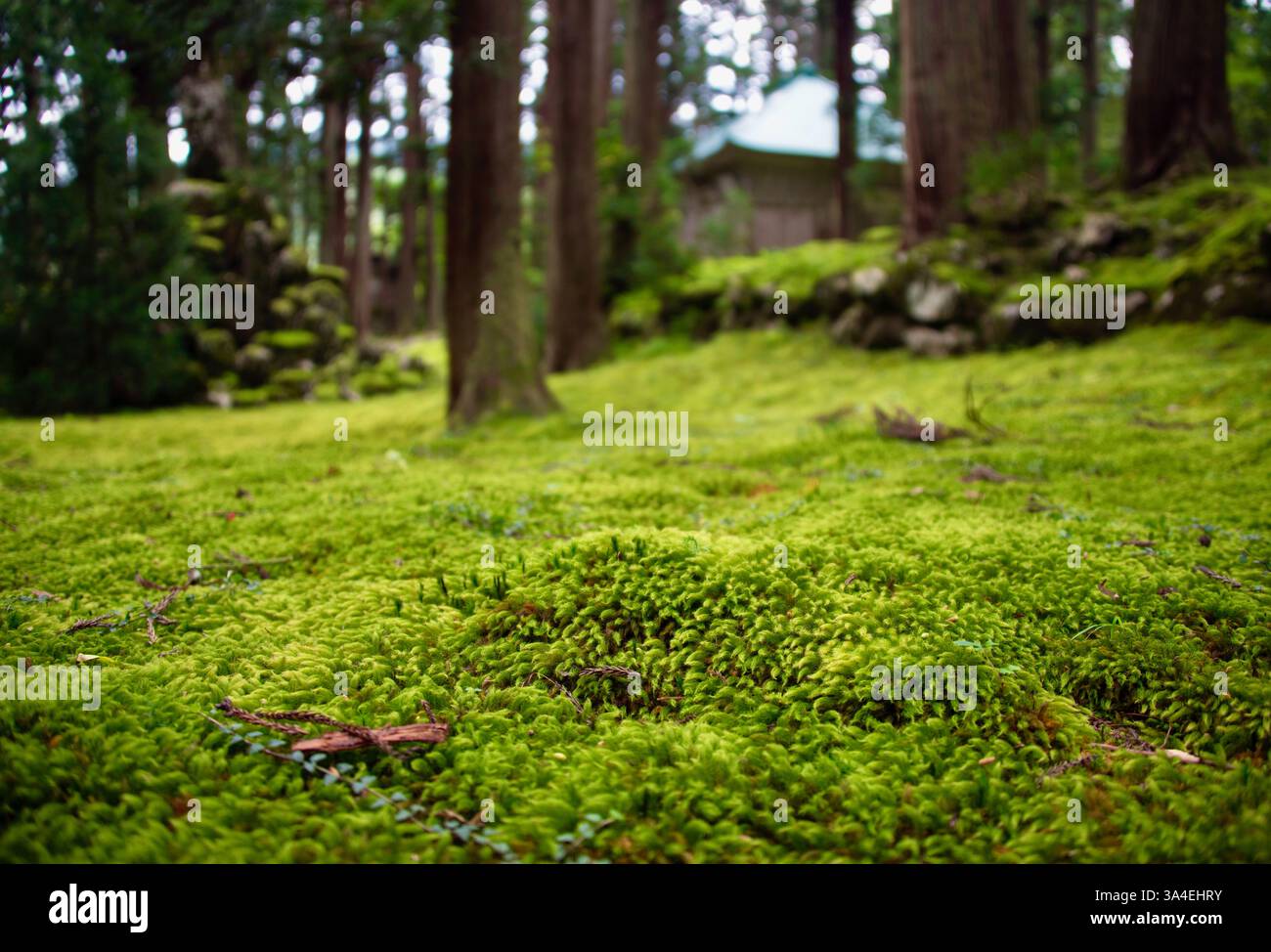 A blanket of moss covers the grounds of Hakusan Heisenji Shrine in ...