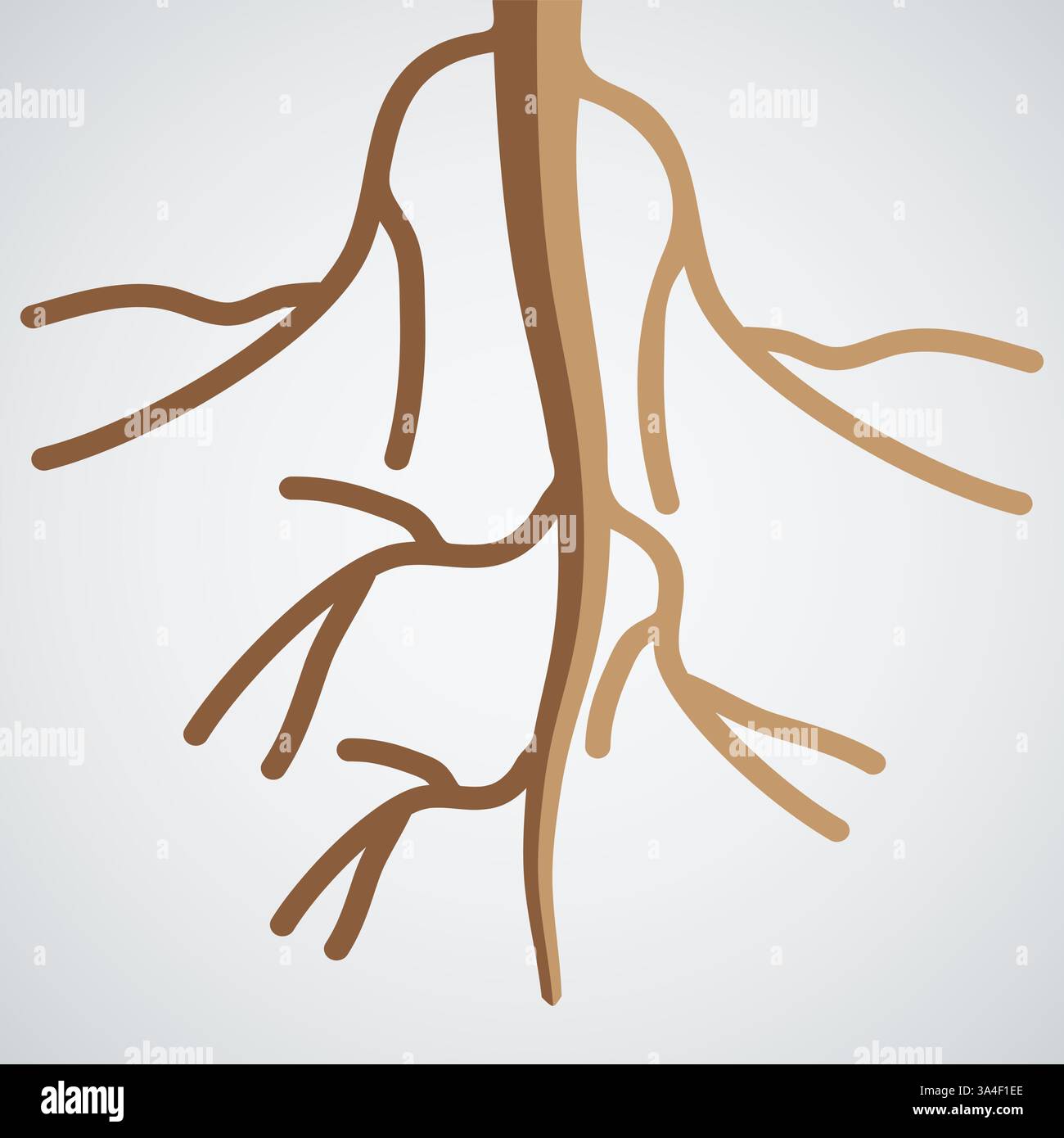 Illustration of Plant Taproot Structure Stock Vector Image & Art - Alamy