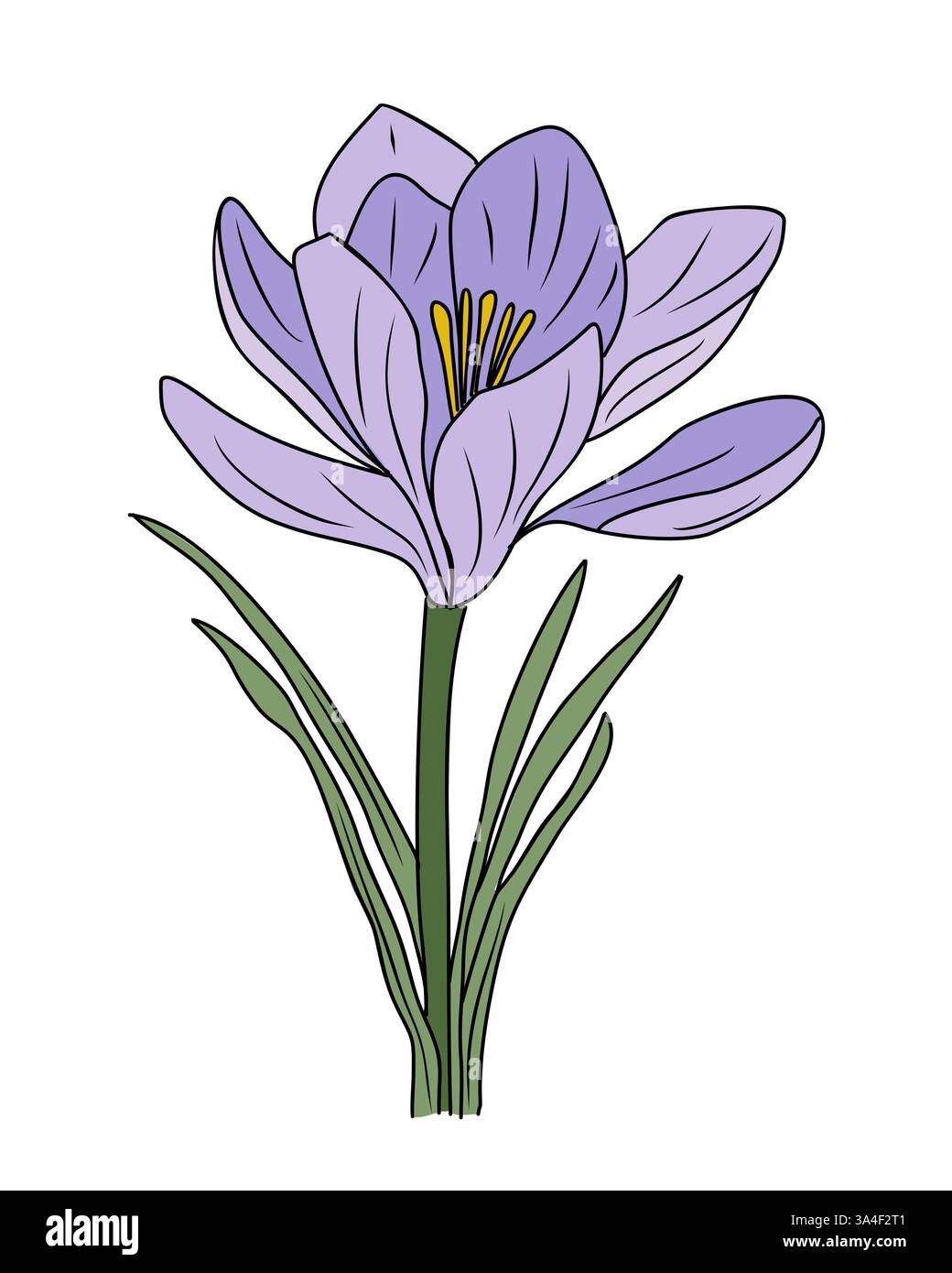 Purple Crocus flower color outline vector drawing Stock Vector Image ...