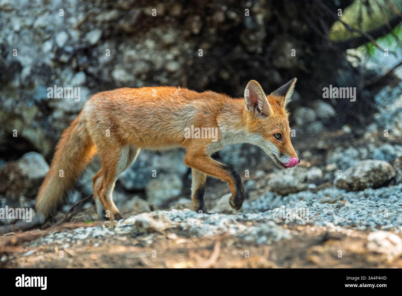 Red fox, vulpes vulpes in forest. Wild animal in natural environment ...