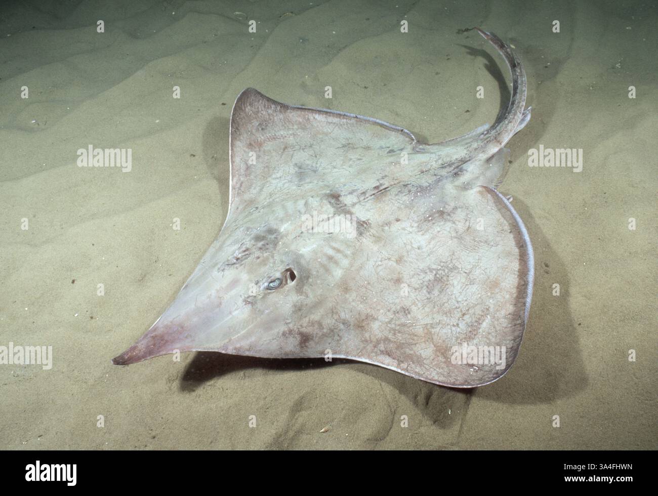 Deepwater skate hi-res stock photography and images - Alamy