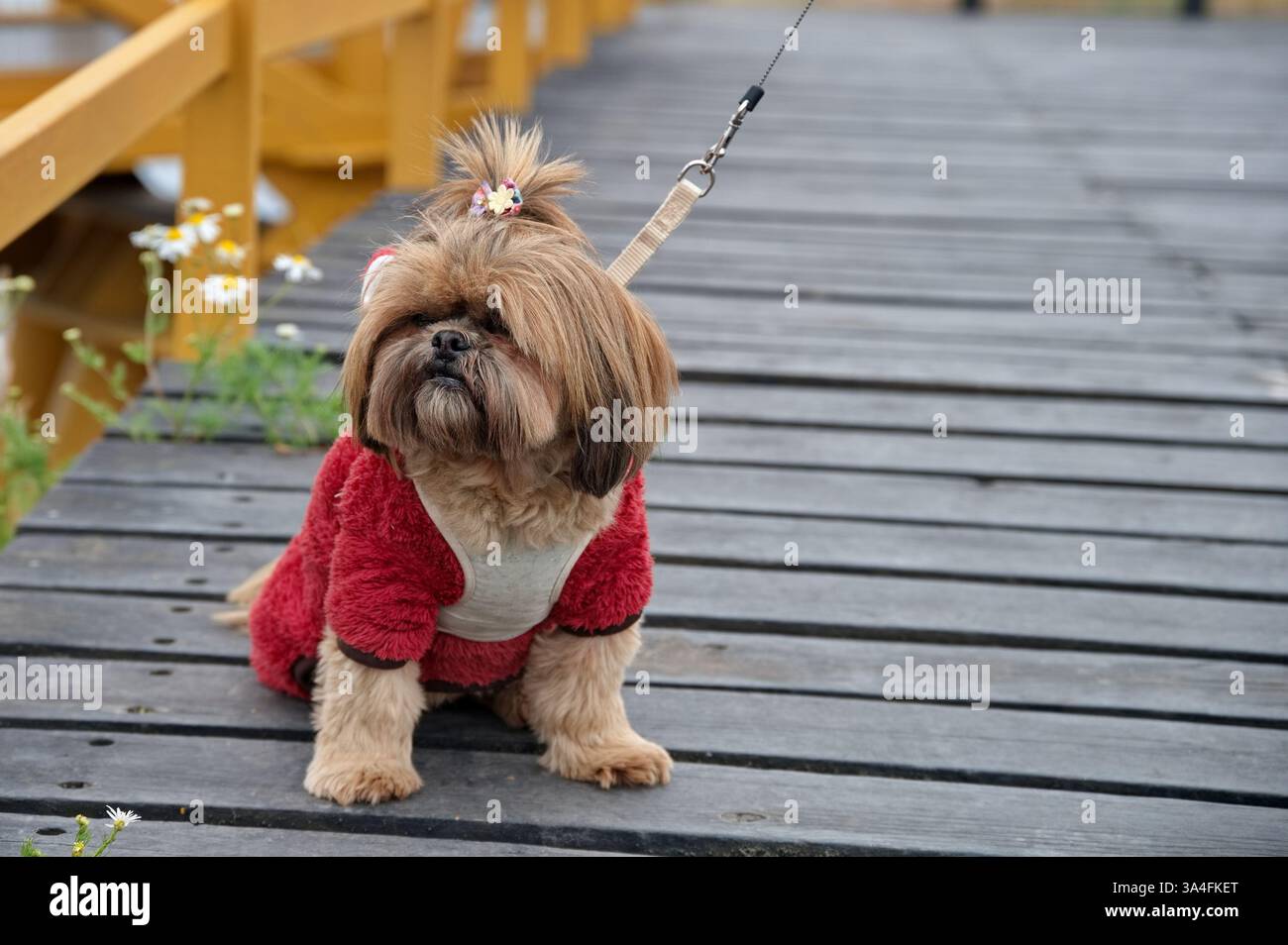 Portrait of cute little Shih Tzu puppy standing on a bridge Stock Photo ...