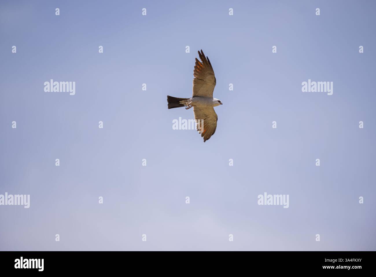 Mississippi kite hunting for cicada Stock Photo - Alamy