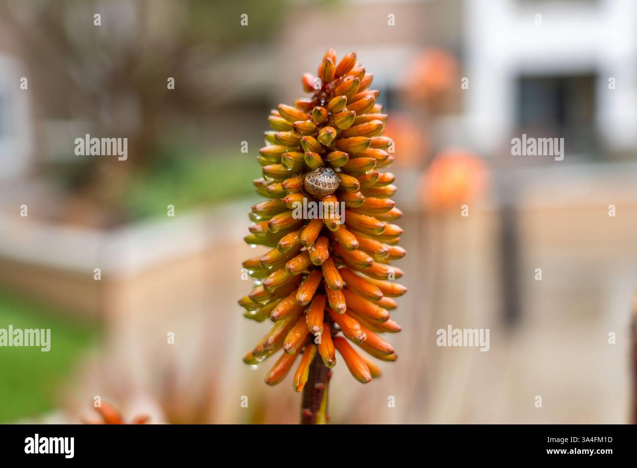 Wet Torch lily after the rain, with snail sitting inside Stock Photo ...