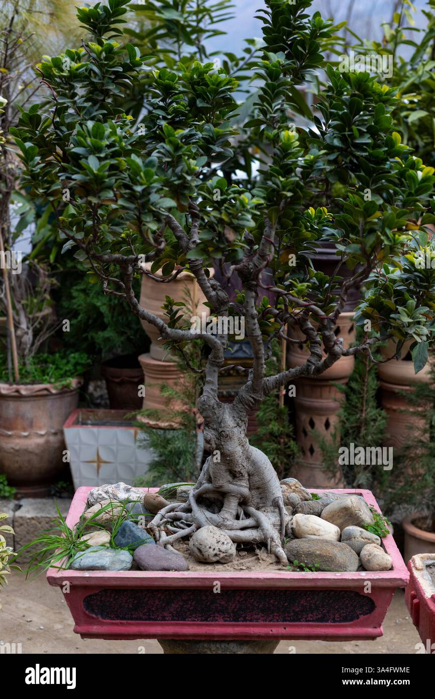 Artistic Handcrafted Garden Centerpiece Bonsai Tree Closeup View Stock ...