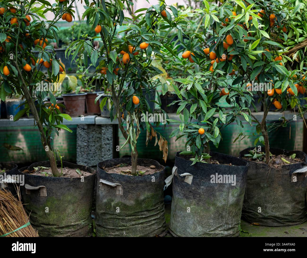 Kumquat Fruit Trees in Plant Nursery for Sale Stock Photo - Alamy