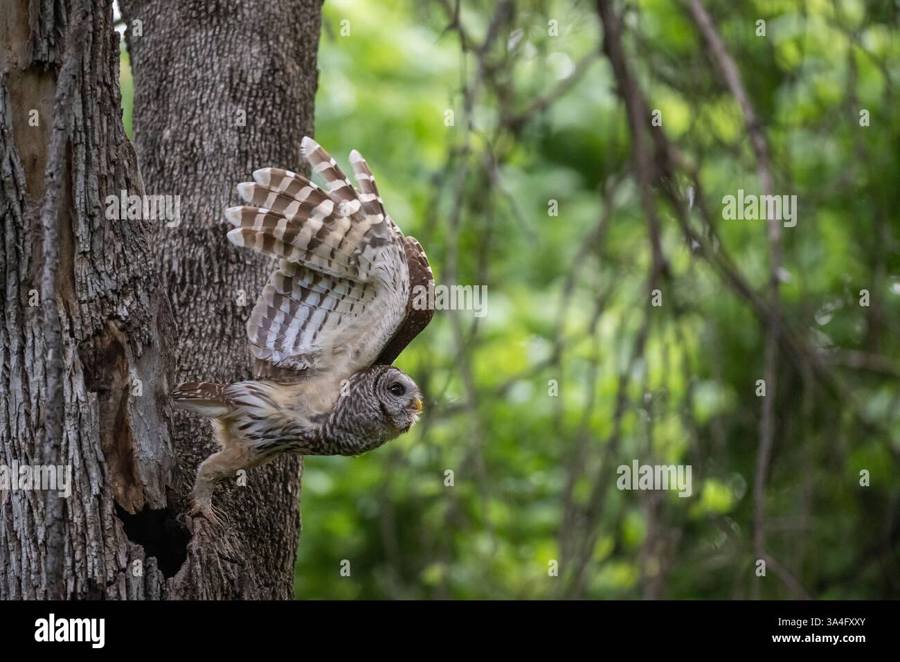 Mama Barred Owl taking off Stock Photo - Alamy