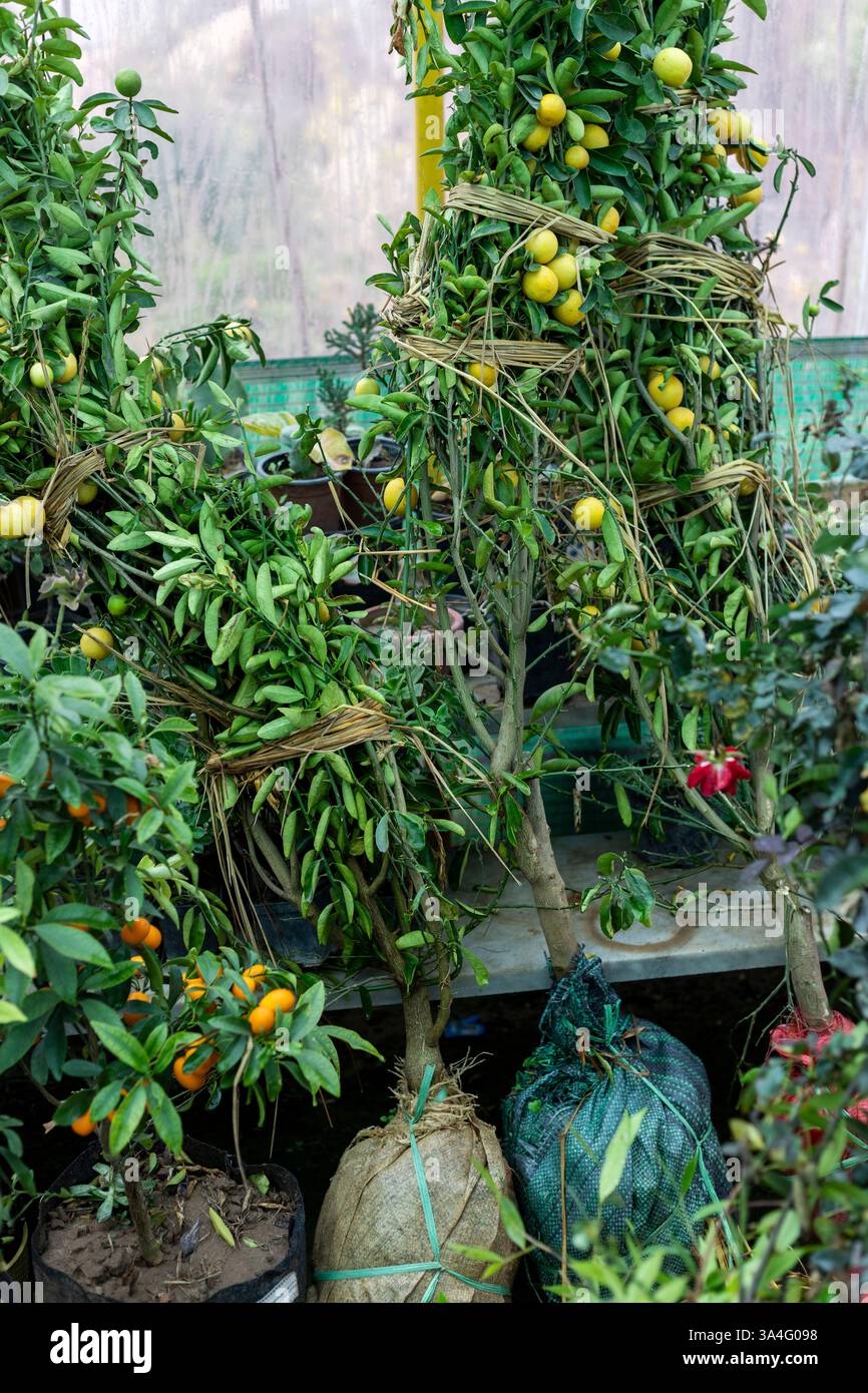 Lemon tree roots hi-res stock photography and images - Alamy