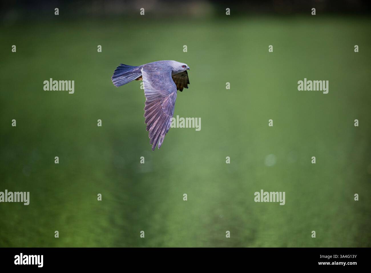 Mississippi Kite in Flight Stock Photo - Alamy