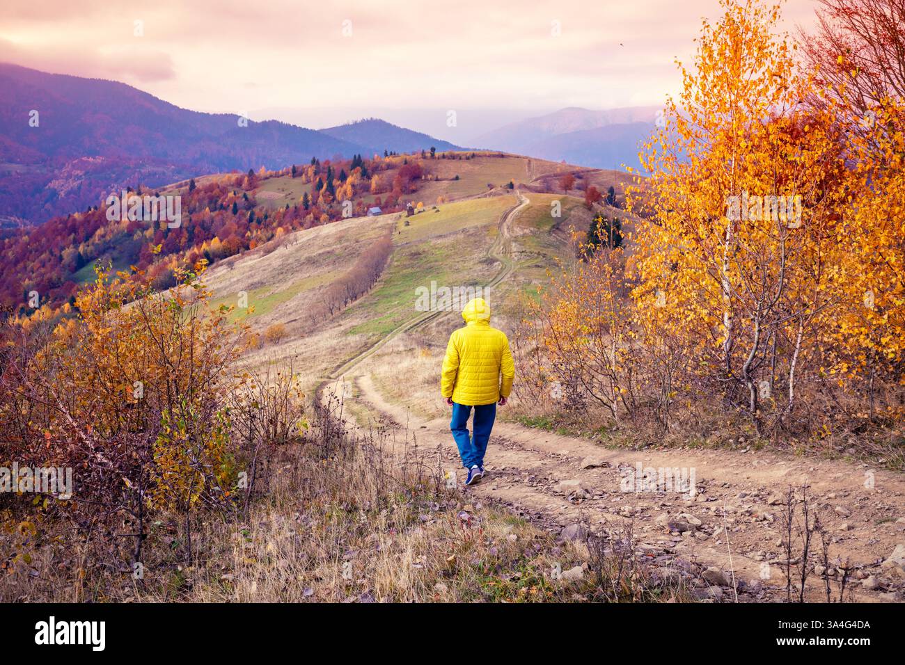 Man walks along forest road hi-res stock photography and images - Alamy