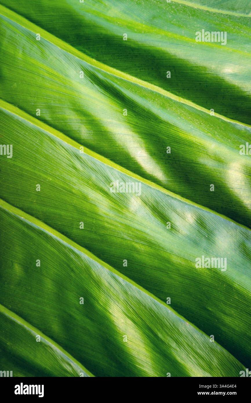 Full frame tropical leaves background. Elephant ear plant background ...