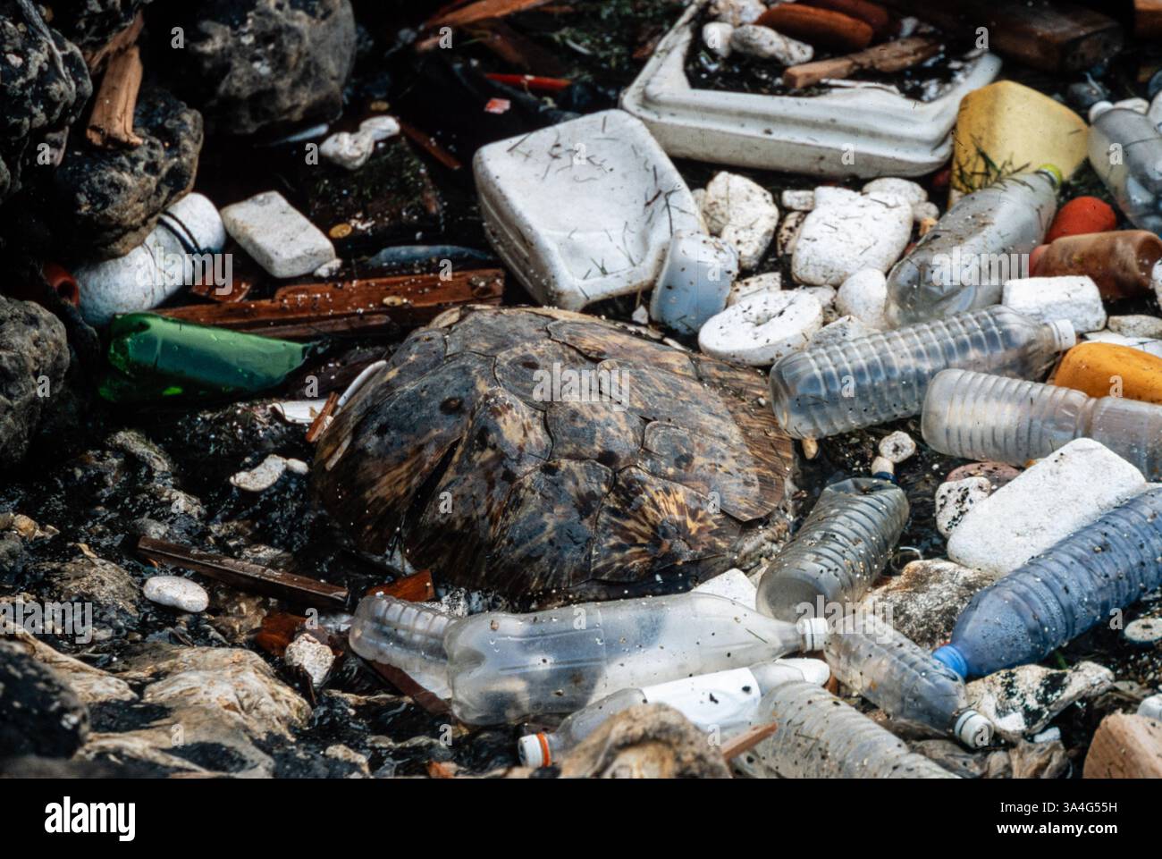 A dead turtle, stranded in platic pullion, Lagos, Nigeria Stock Photo ...