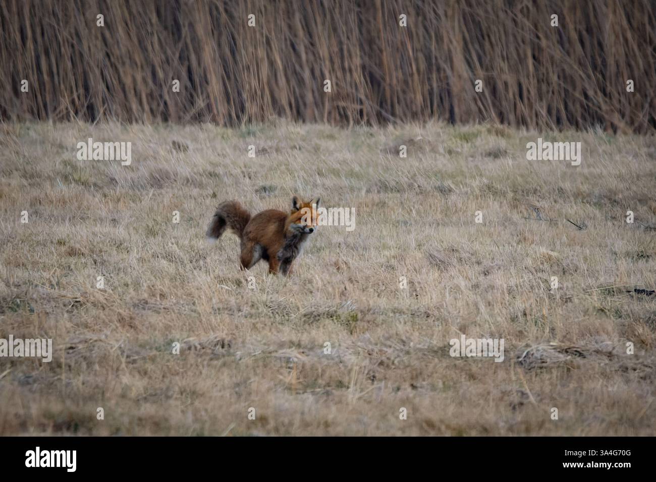 Keen adaptability hi-res stock photography and images - Alamy
