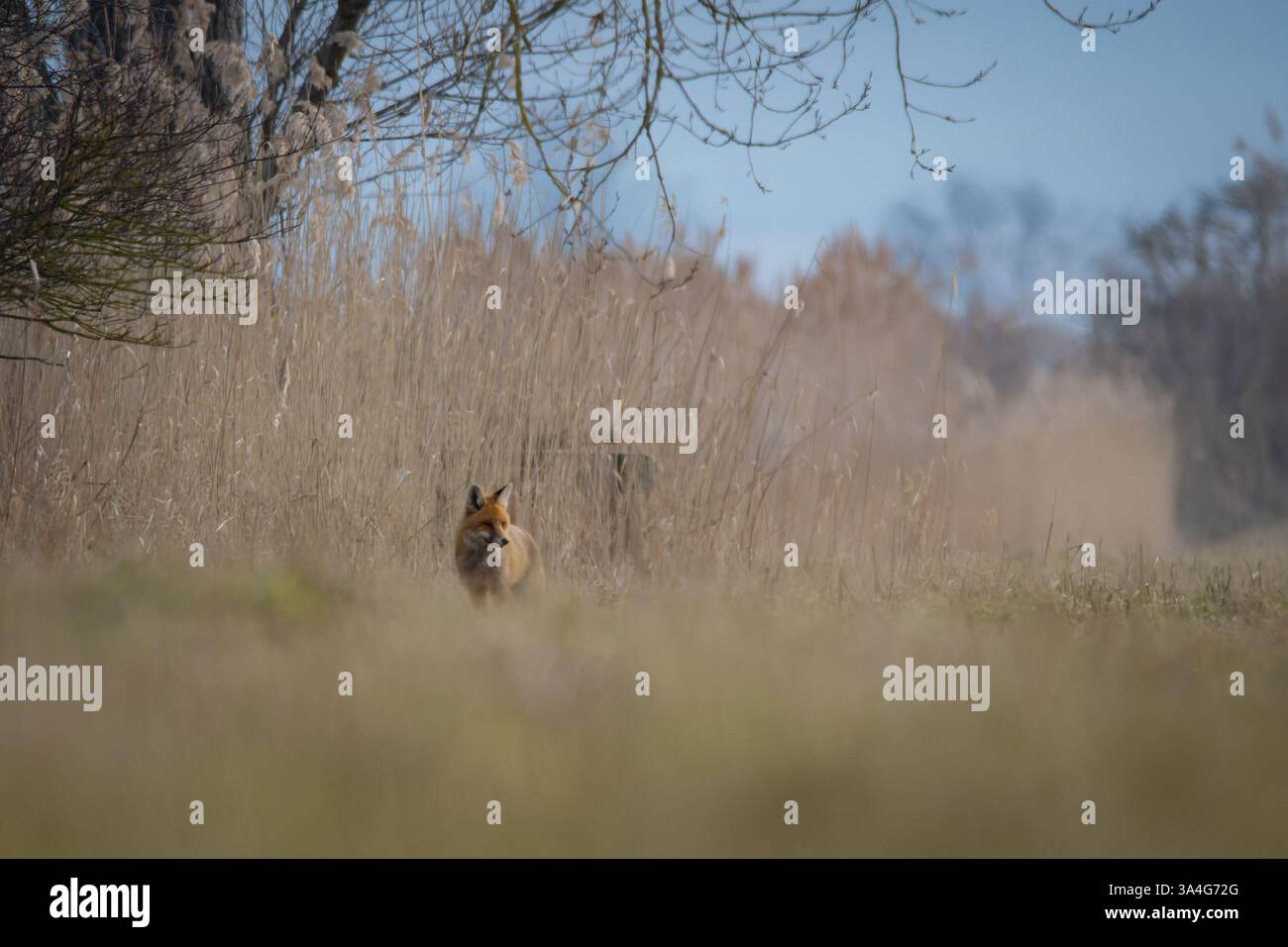 A Red Fox (Vulpes vulpes) searching for food in a meadow. The agile ...