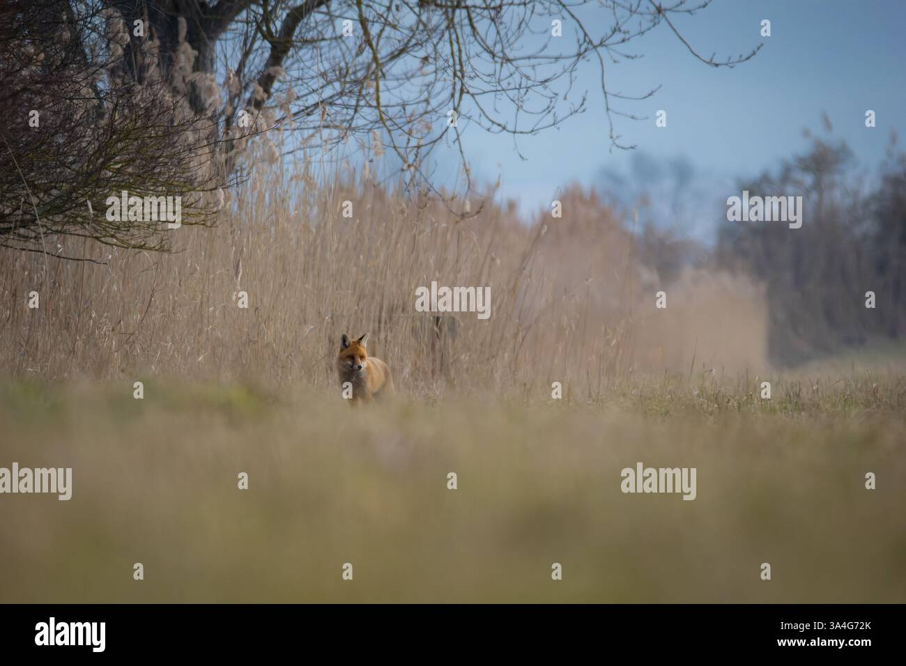Senses of hearing and smell are sharp hi-res stock photography and ...
