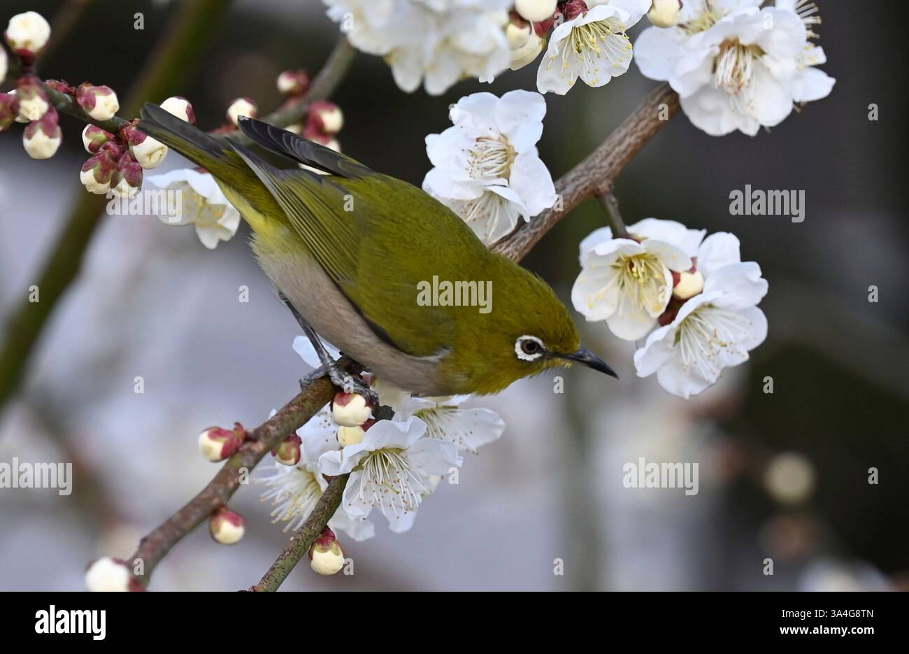 A photo shows weeping Japanese apricots in full bloom and and warbling white eye at Suzuka ...