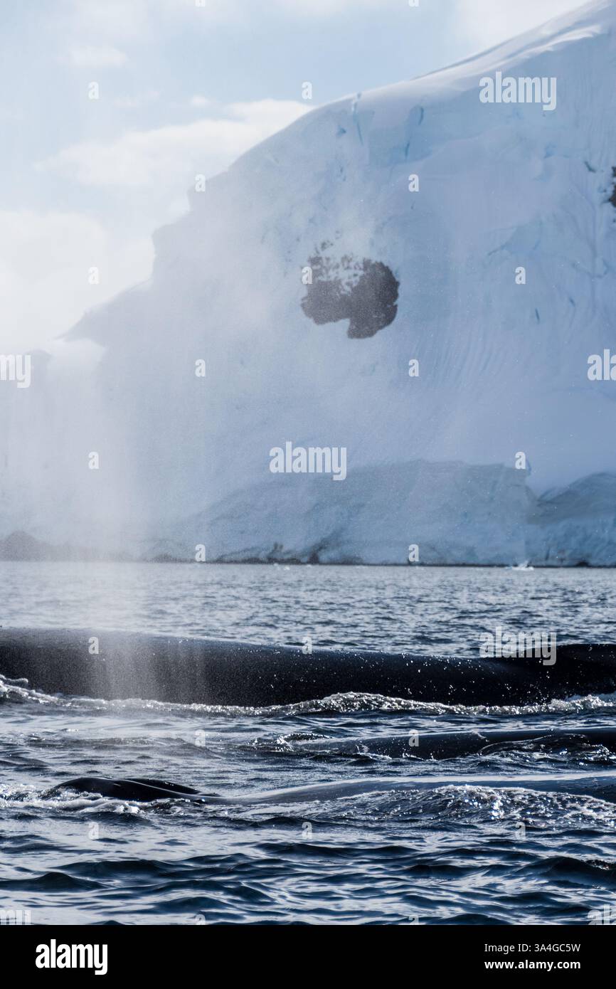 Close-up of the back of a diving humpback whale -Megaptera novaeangliae ...
