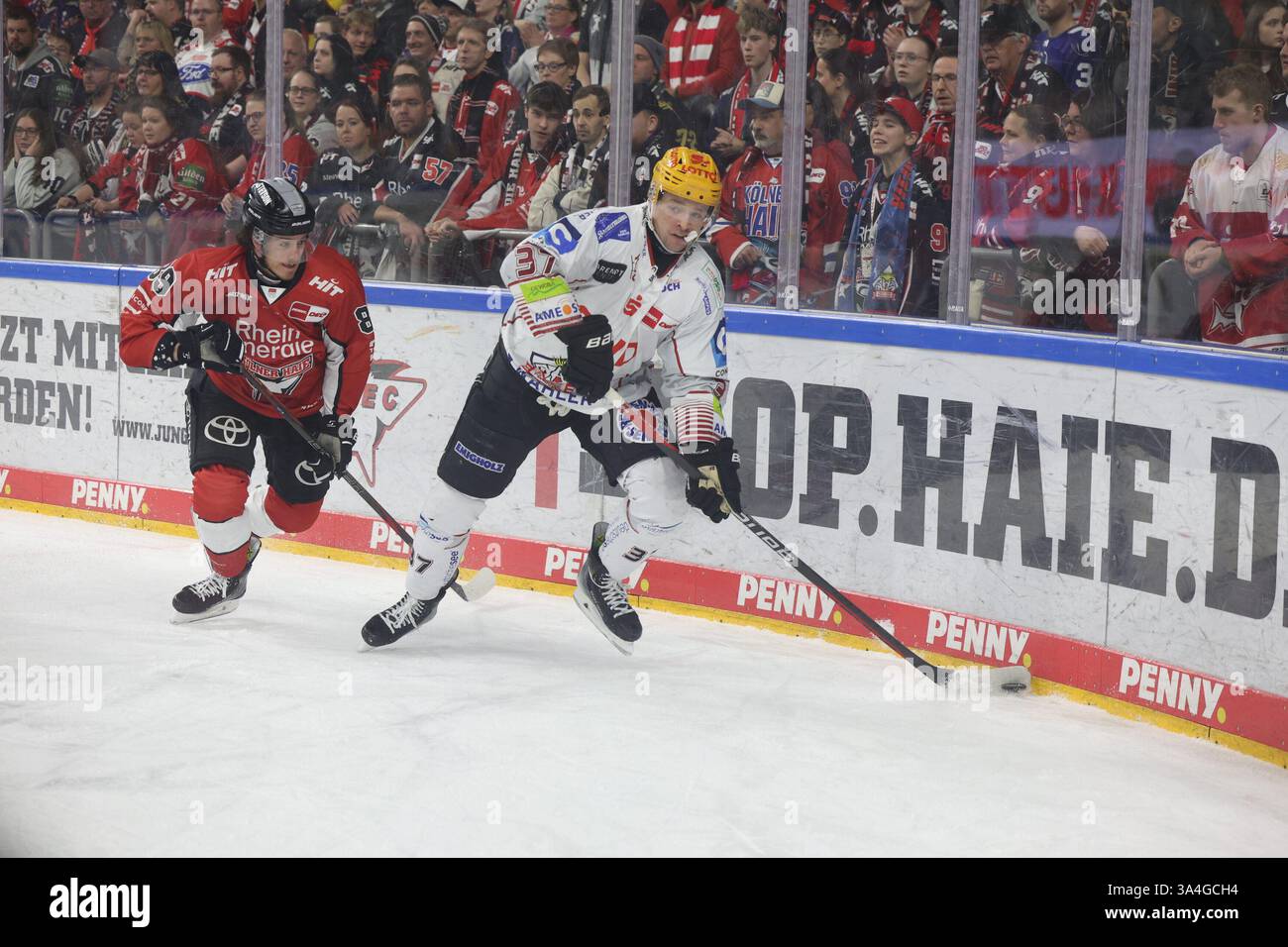 v.l. Gregor MacLeod (Koelner Haie, #89), Markus Vikinstad (Pinguins ...